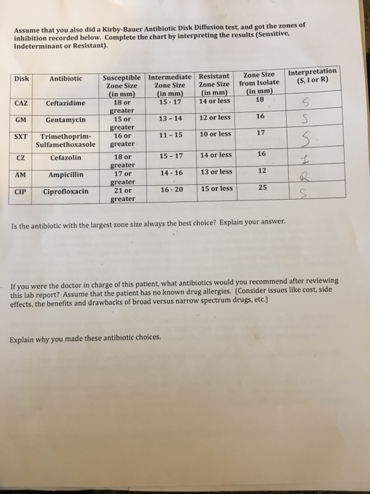 Solved Assume that you also did a Kirby-Bauer Antibiotic | Chegg.com