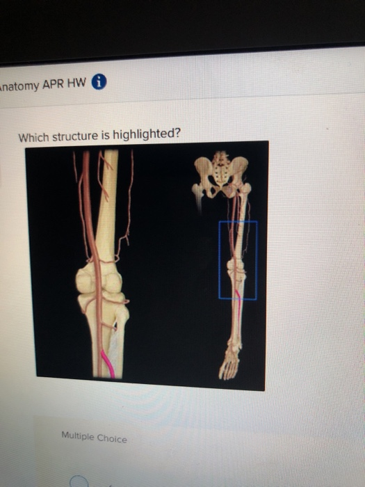 Solved irculatory Anatomy APR HW re is highlighted? 12 | Chegg.com