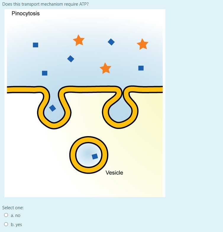 Solved Does this transport mechanism require ATP? | Chegg.com