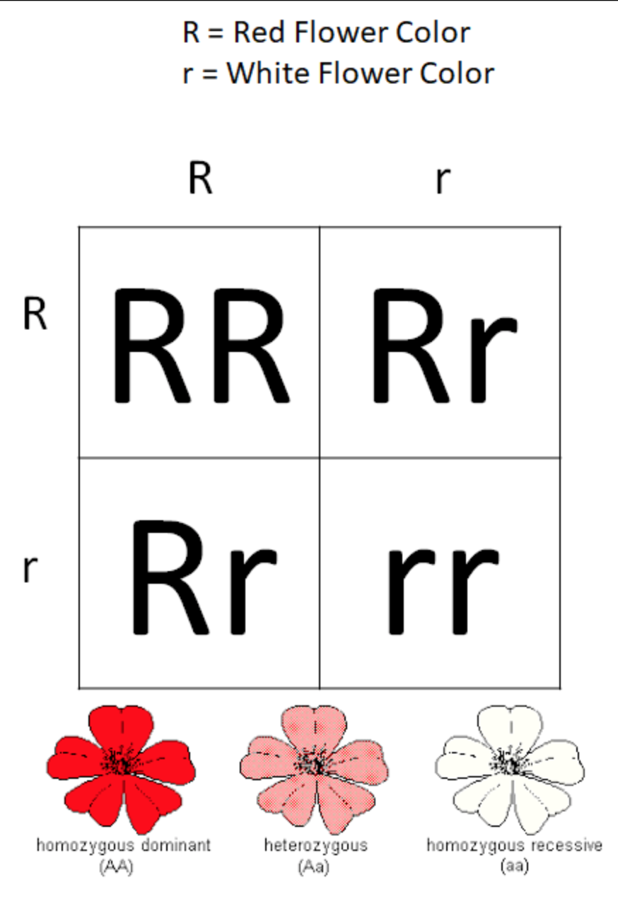 Solved Two heterozygous carnation plants are crossed. The | Chegg.com