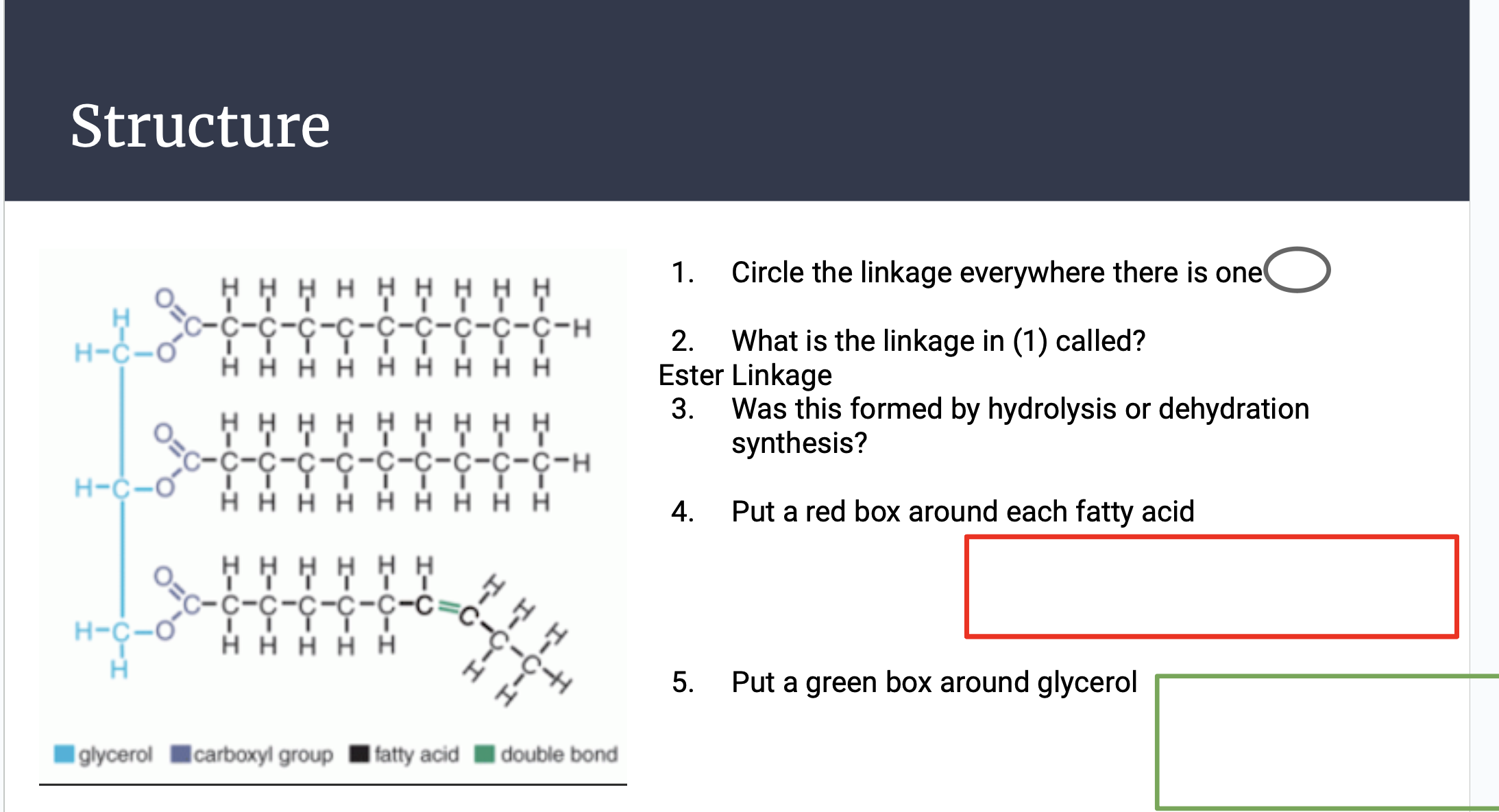 Solved 1. Circle the linkage everywhere there is one 2. What | Chegg.com