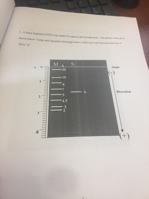 Solved What is the function of Arabinose in transformation | Chegg.com
