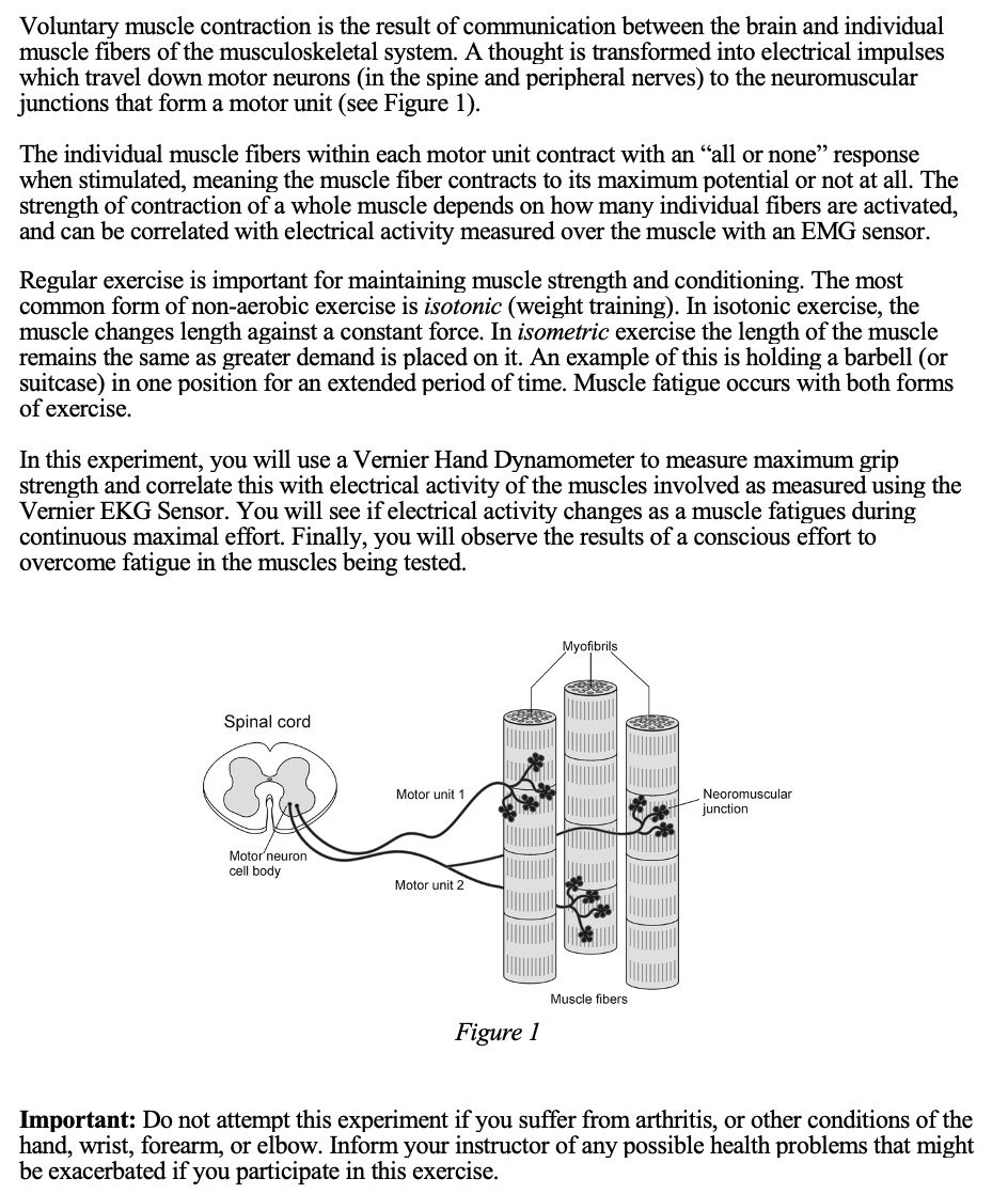 Voluntary muscle contraction is the result of | Chegg.com