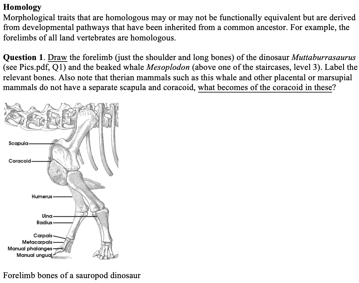 Homology Morphological traits that are homologous | Chegg.com