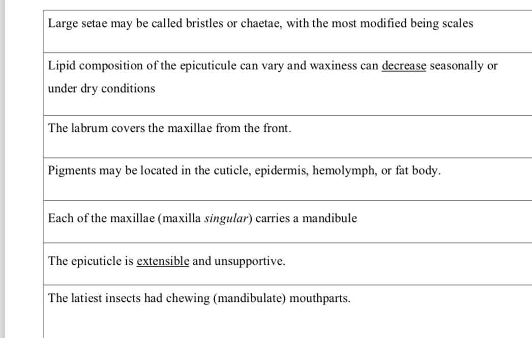 Solved TRUE or FALSELarge setae may be called bristles or | Chegg.com
