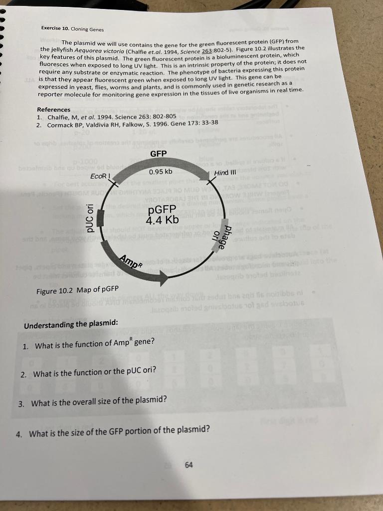 Solved Exercise 10. Cloning Genes The plasmid we will use | Chegg.com