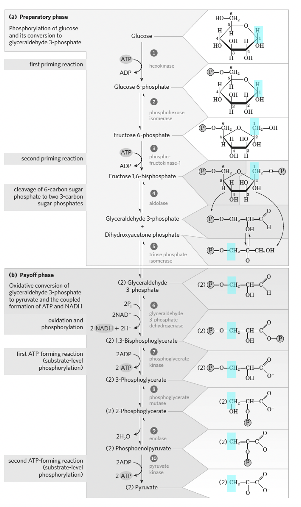 Solved A) If glucose labeled with 14C at C-1 were | Chegg.com