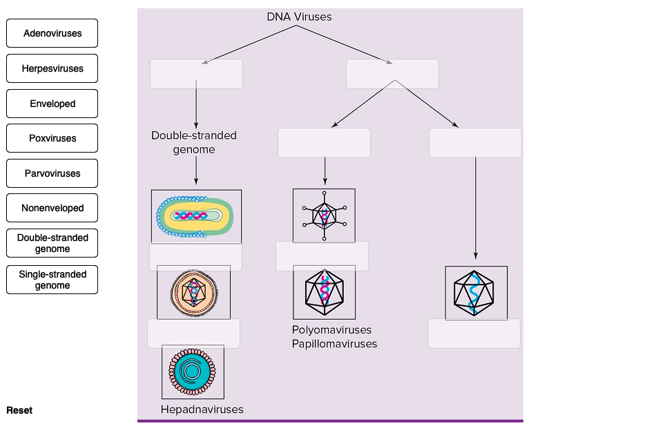 Solved DNA Viruses Adenoviruses Herpesviruses Enveloped | Chegg.com