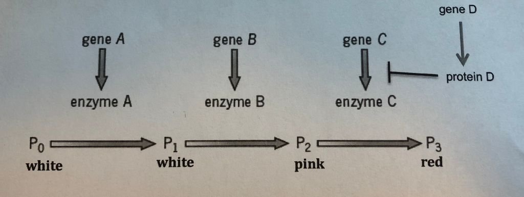 Solved Answer question using this cross: AABBCcDd x | Chegg.com