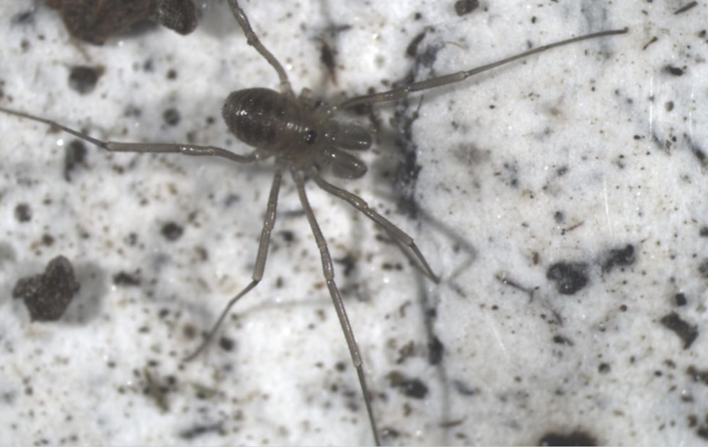 Solved show the pedipalp of the opilionid specimen pictured. | Chegg.com