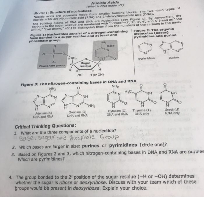 Solved Nucleic Acids (What is DNA made of?) Model 1: | Chegg.com