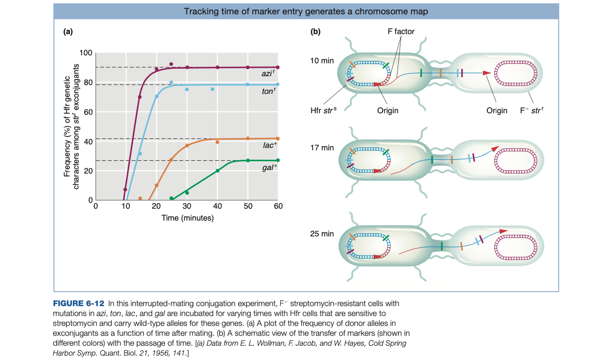 Solved Tracking time of marker entry generates a chromosome | Chegg.com