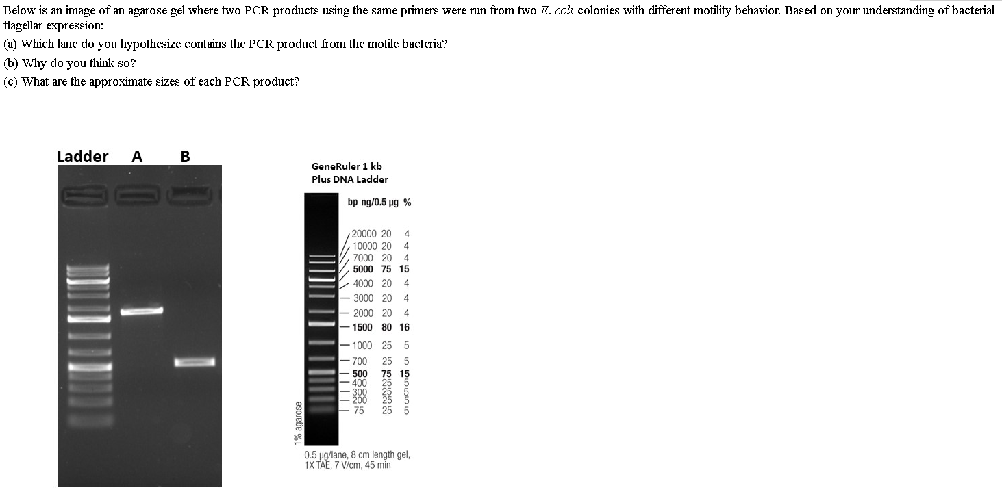 Solved Below is an image of an agarose gel where two PCR | Chegg.com