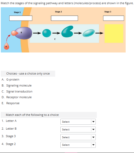Solved Match the stages of the signaling pathway and letters | Chegg.com