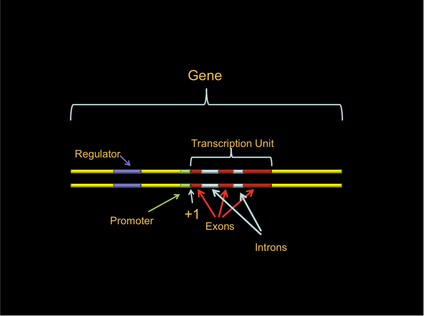 Solved 14. Below is an illustration of a protein-encoding | Chegg.com
