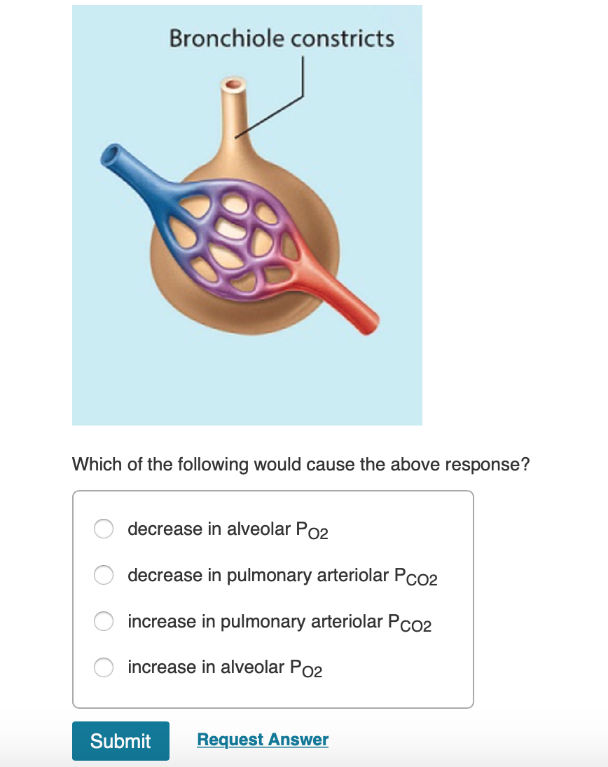 Solved Bronchiole constricts Which of the following would | Chegg.com