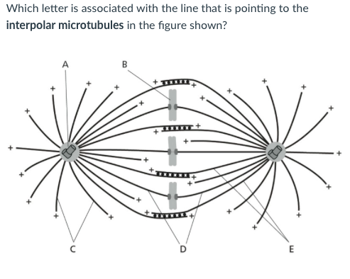 Solved Which letter is associated with the line that is | Chegg.com