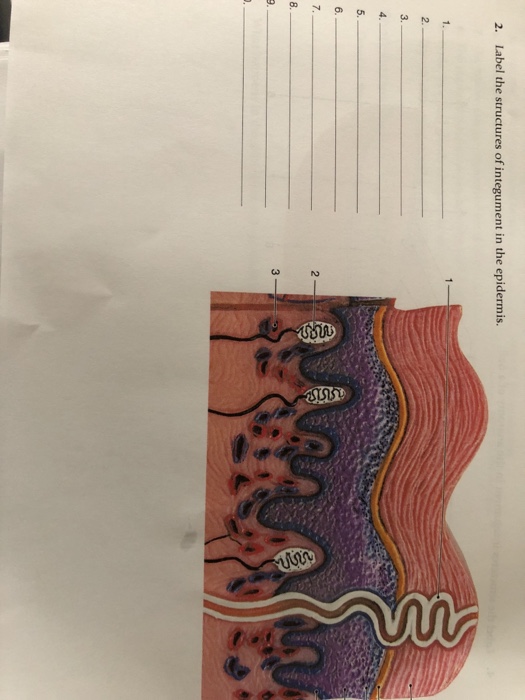 Solved 2. Label the structures of integument in the | Chegg.com