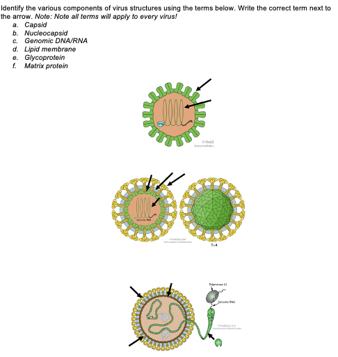 Solved Identify the various components of virus structures | Chegg.com