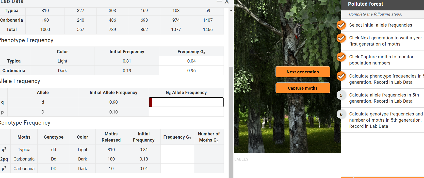 Solved henotype Frequency Ilele Frequency ;enotype Frequency | Chegg.com