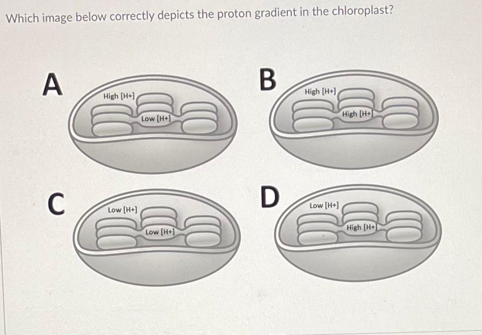 Solved Which image below correctly depicts the proton | Chegg.com