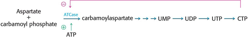 Solved ATCase Aspartate carbamoyl phosphate + | Chegg.com