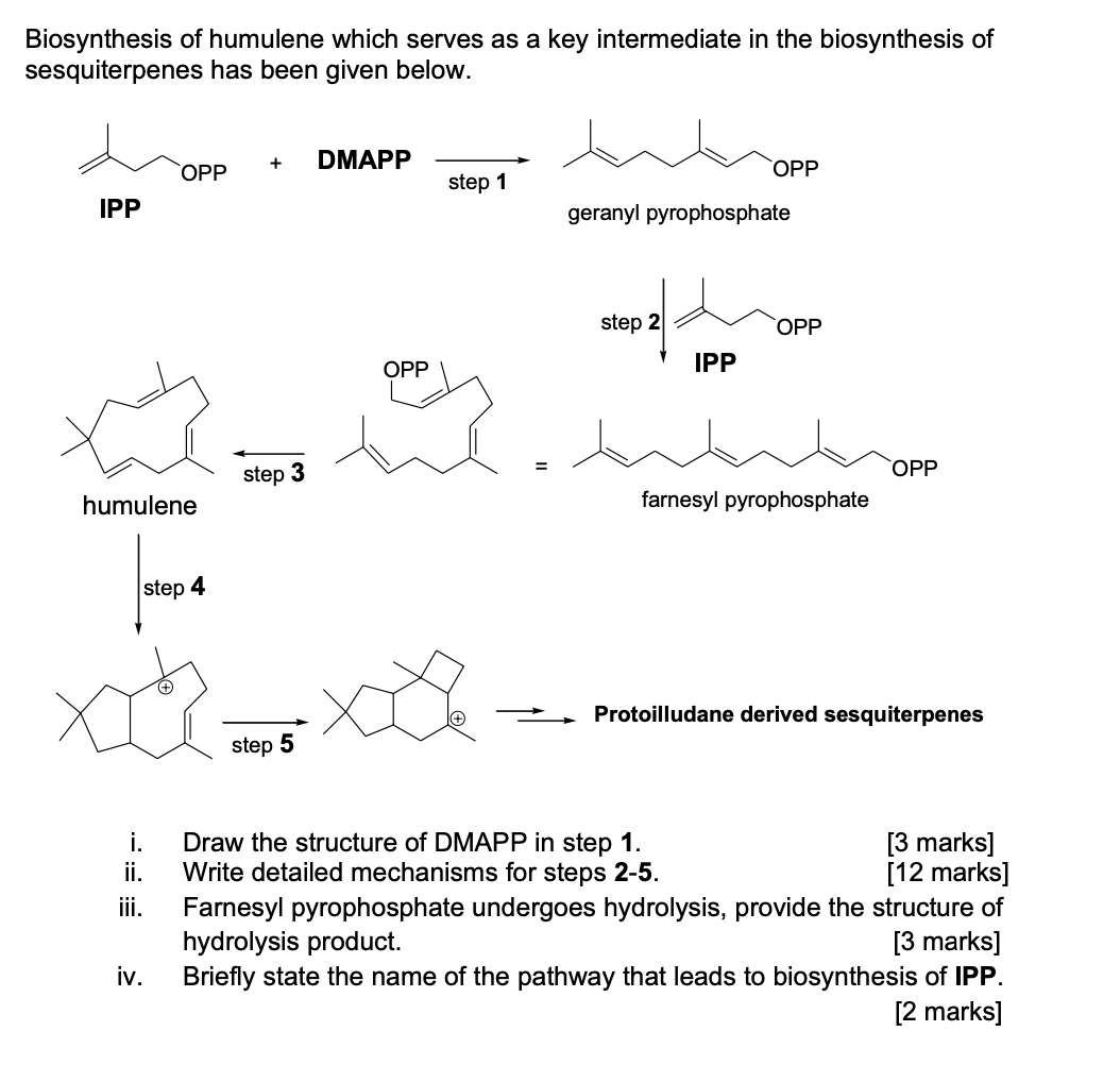 Solved Biosynthesis of humulene which serves as a key | Chegg.com