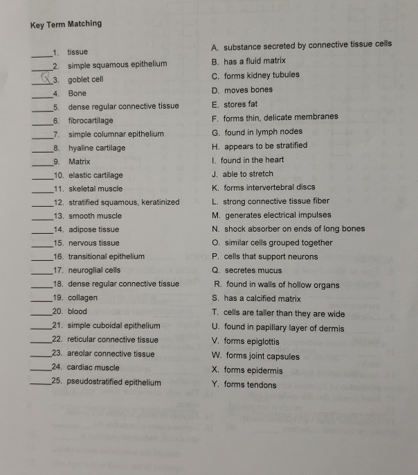 Solved Key Term Matching tissue 1. _2. simple squamous | Chegg.com