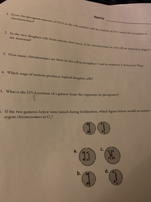 Solved Name: 1. Does the picogram amount of DNA in the cell | Chegg.com