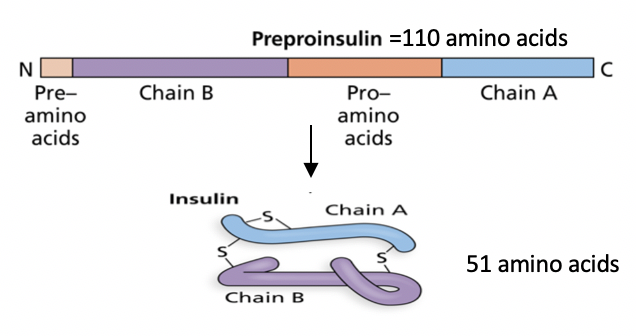Solved What kind of post translational modification is | Chegg.com