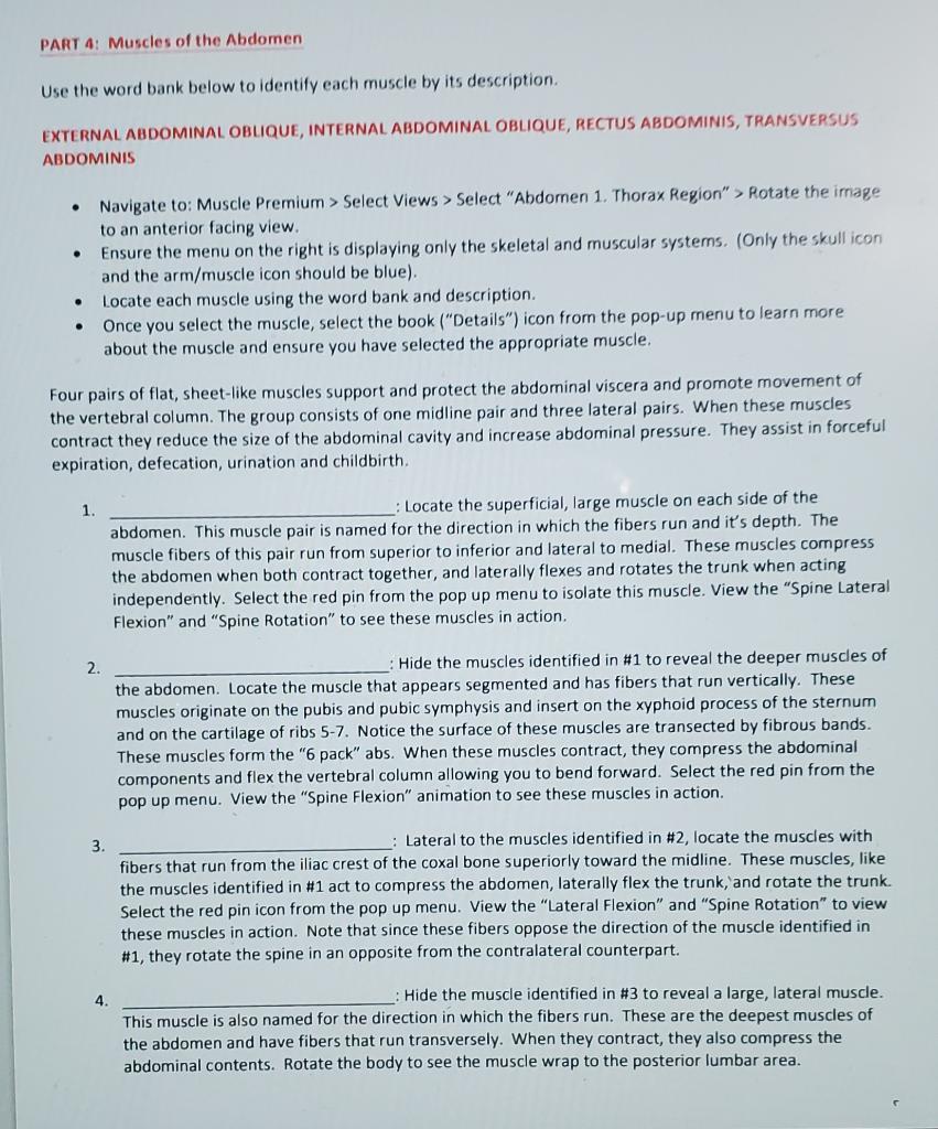 Solved PART 4: Muscles of the Abdomen Use the word bank | Chegg.com