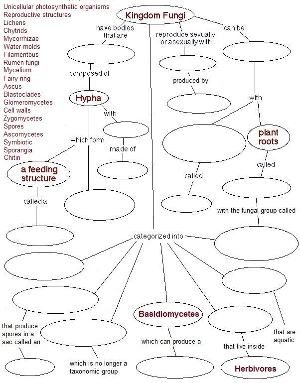 Kingdom Fungi Concept Map