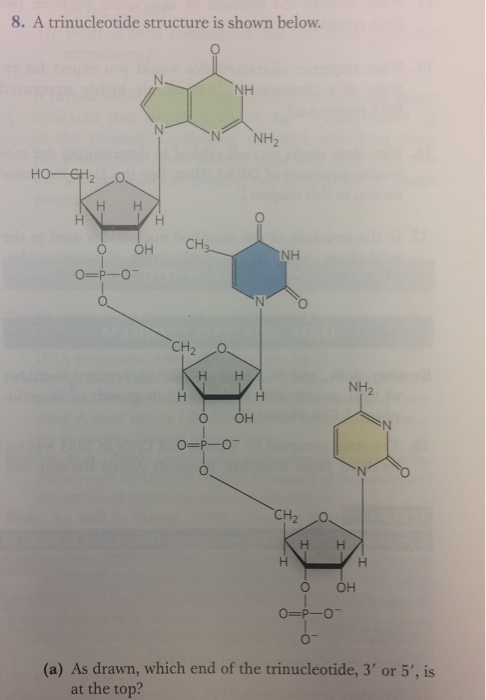 Solved A trinucleotide structure is shown below. As drawn, | Chegg.com