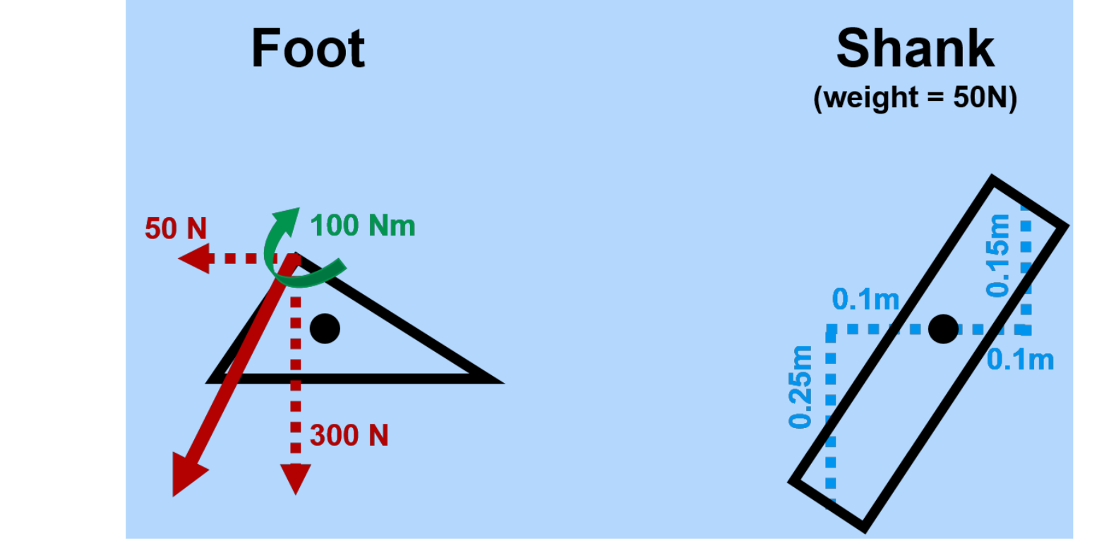 Solved (2) The following diagram is given to you. The ankle | Chegg.com