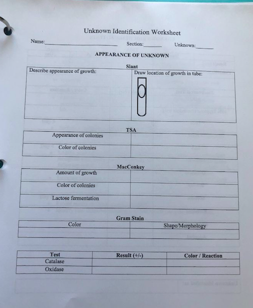 Solved TSA slant Gram Stain TSA plate MacConkey Plate | Chegg.com