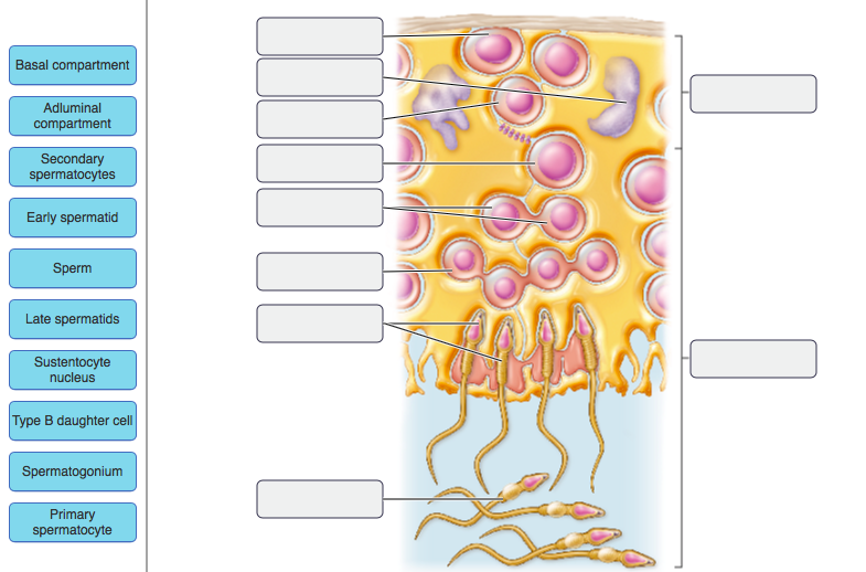 Solved Basal compartment Adluminal compartment Secondary | Chegg.com