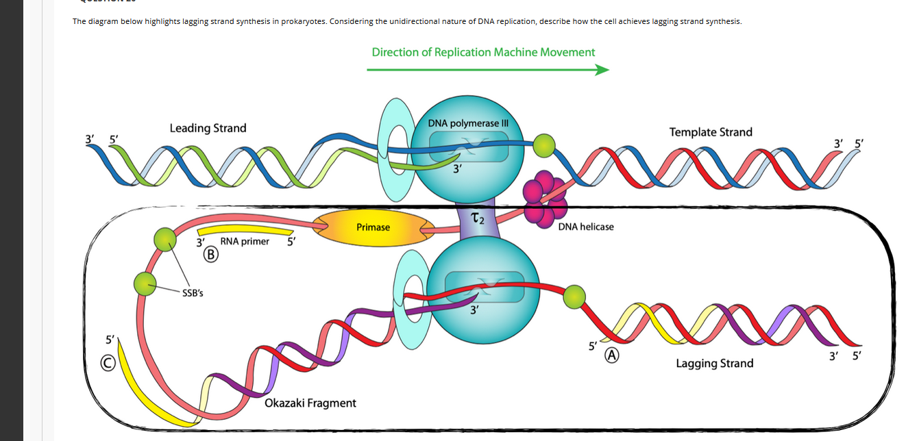 Prokaryotic Dna Replication Lagging Strand