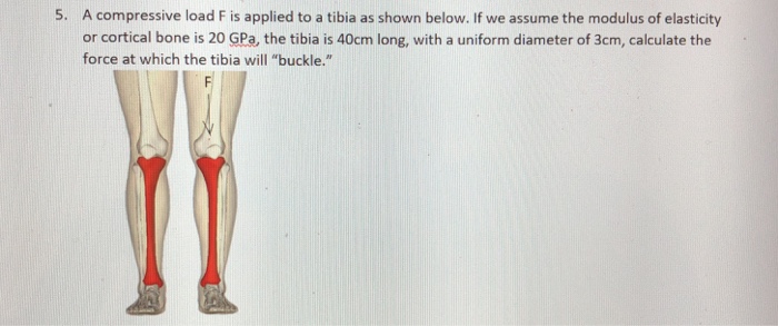 Solved A compressive load F is applied to a tibia as shown | Chegg.com