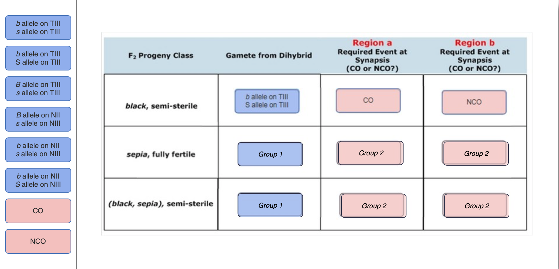 You decide to cross the reciprocal translocation | Chegg.com