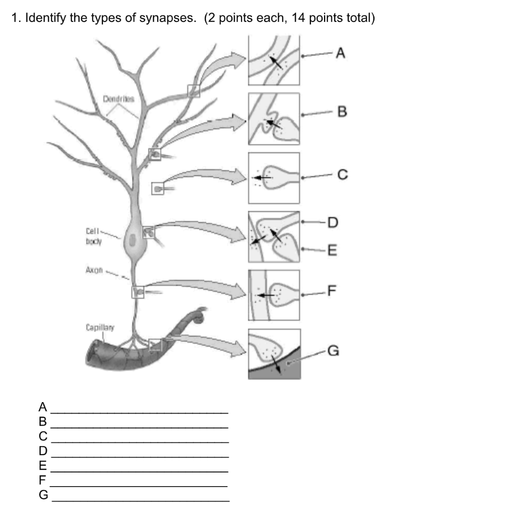 Solved 1. Identify the types of synapses. (2 points each, 14 | Chegg.com