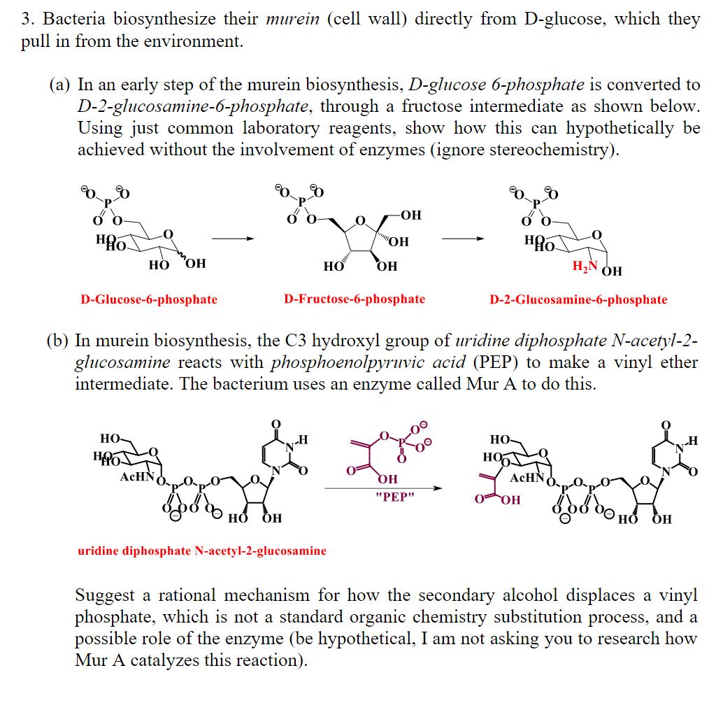 Solved 3. Bacteria biosynthesize their murein (cell wall) | Chegg.com
