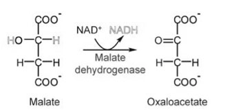 Solved In the last step of the citric acid cycle, malate is | Chegg.com