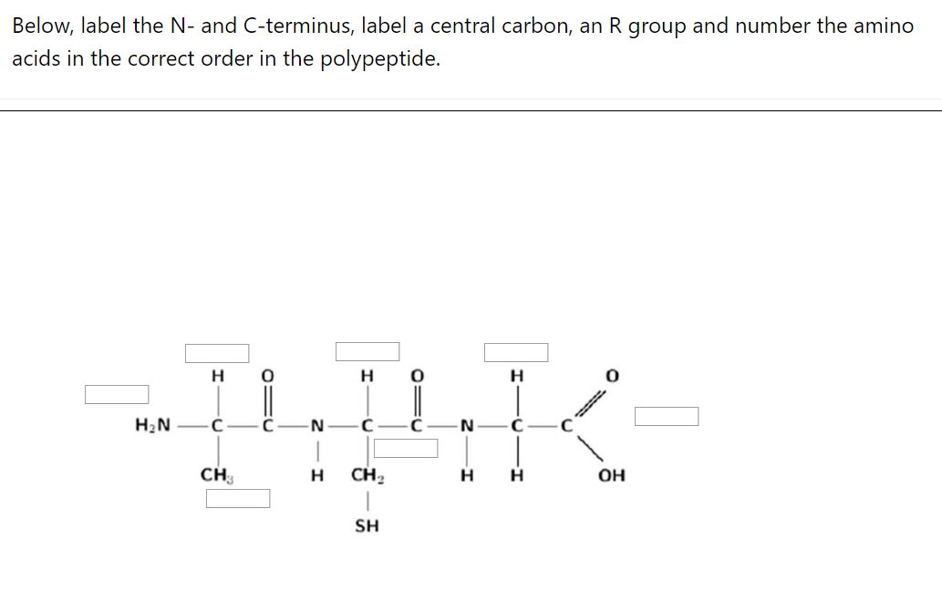 Solved Below, label the N- and C-terminus, label a central | Chegg.com