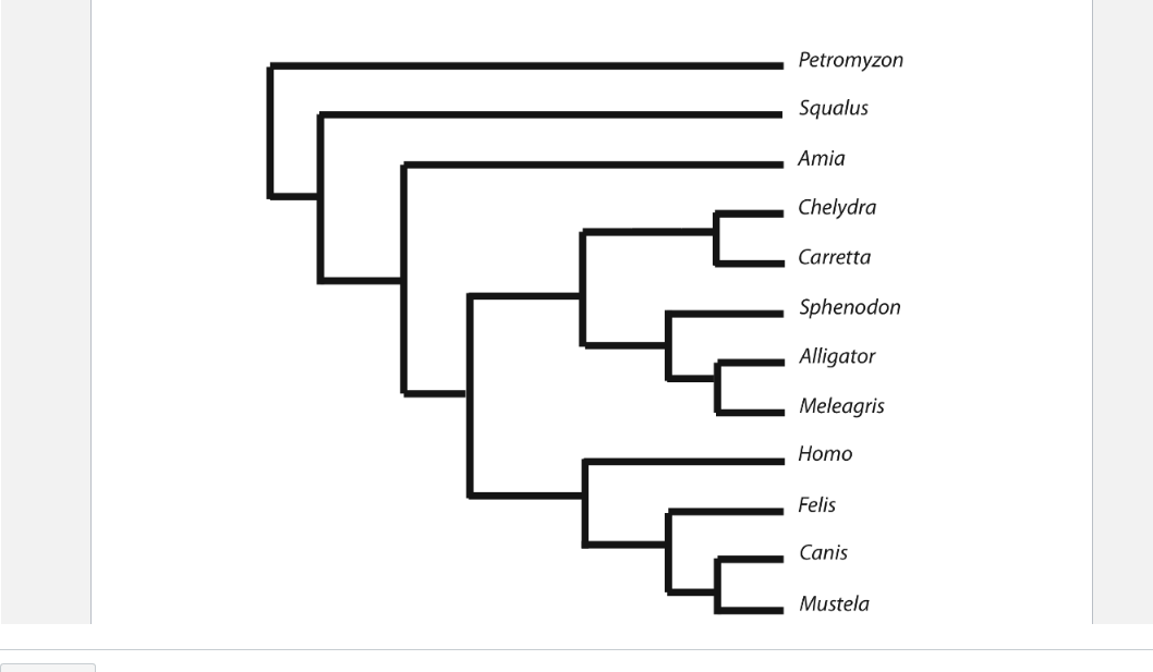 Solved Map the following derived traits onto the cladogram | Chegg.com