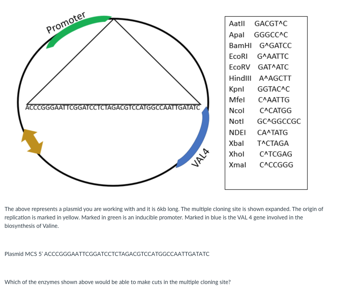 Solved The plasmid you are working with and it is 6kb long. | Chegg.com
