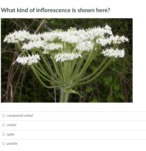 Solved What kind of inflorescence is shown here? compound | Chegg.com