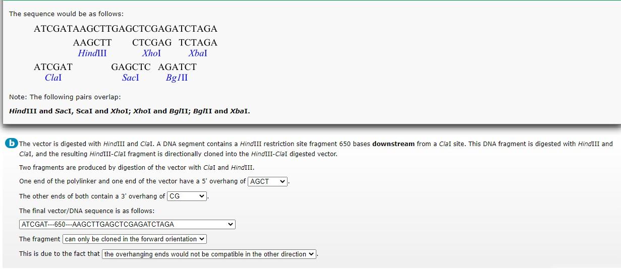 Solved The vector is digested with HindIII and ClaI. A DNA | Chegg.com