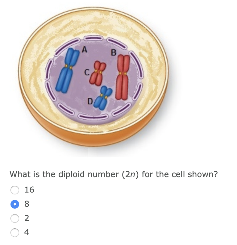 Solved B Which stage of the cell cycle could this cell not | Chegg.com