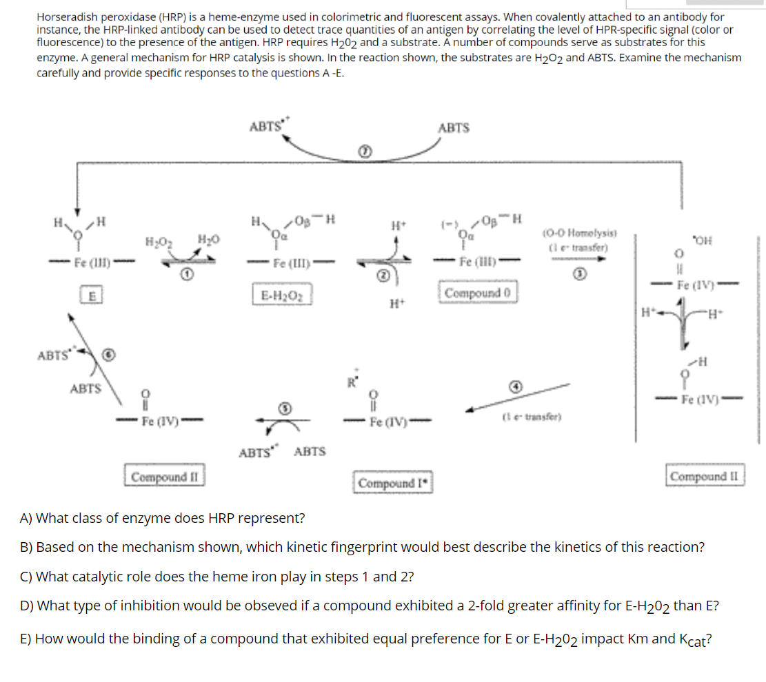 Solved Horseradish peroxidase (HRP) is a heme-enzyme used in | Chegg.com