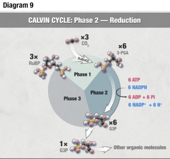 Solved Refer to Diagram #9, a. how do you know that "G3P" | Chegg.com